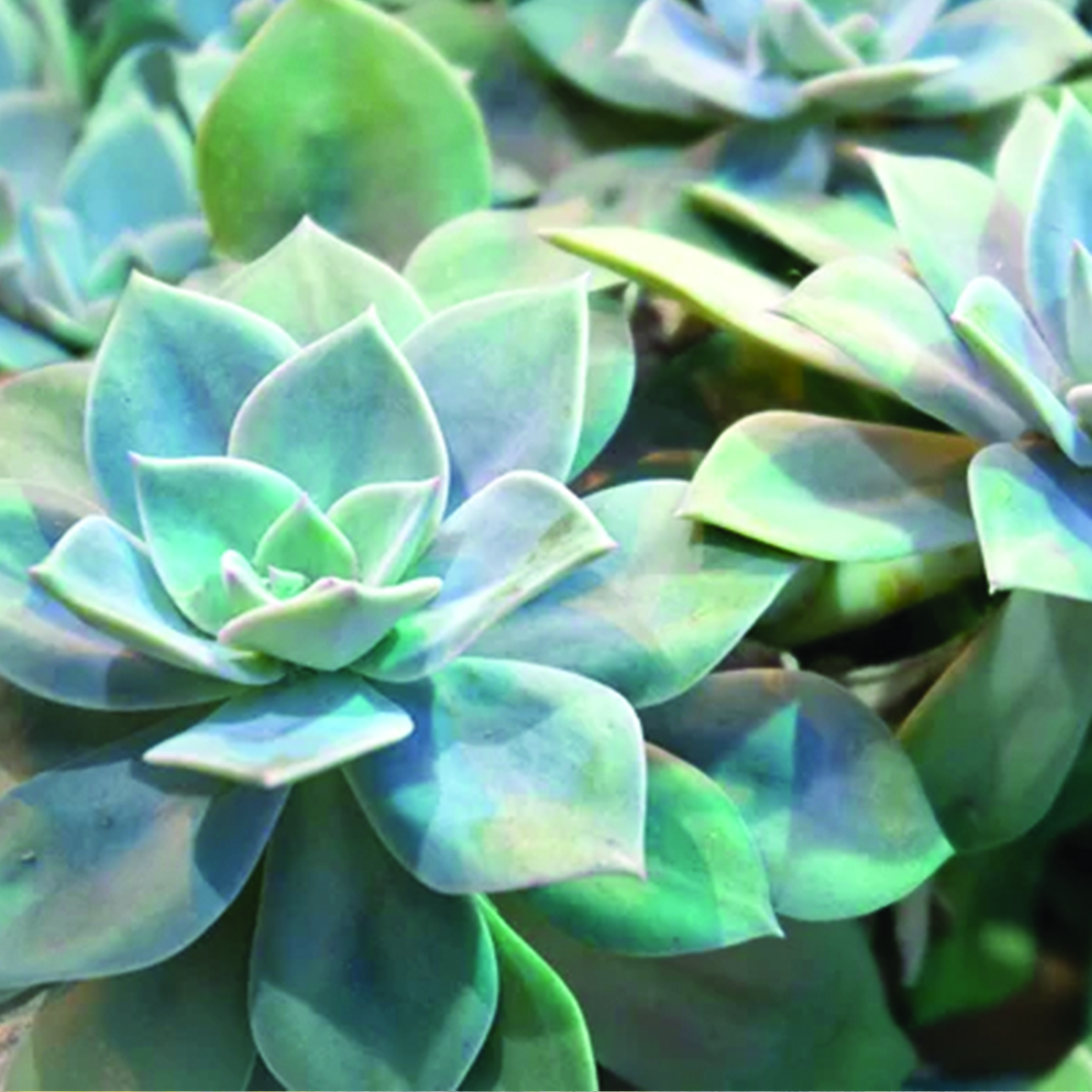 Exotic Plant & Deroose Plants