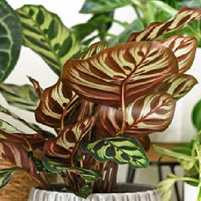 Exotic Plant & Deroose Plants