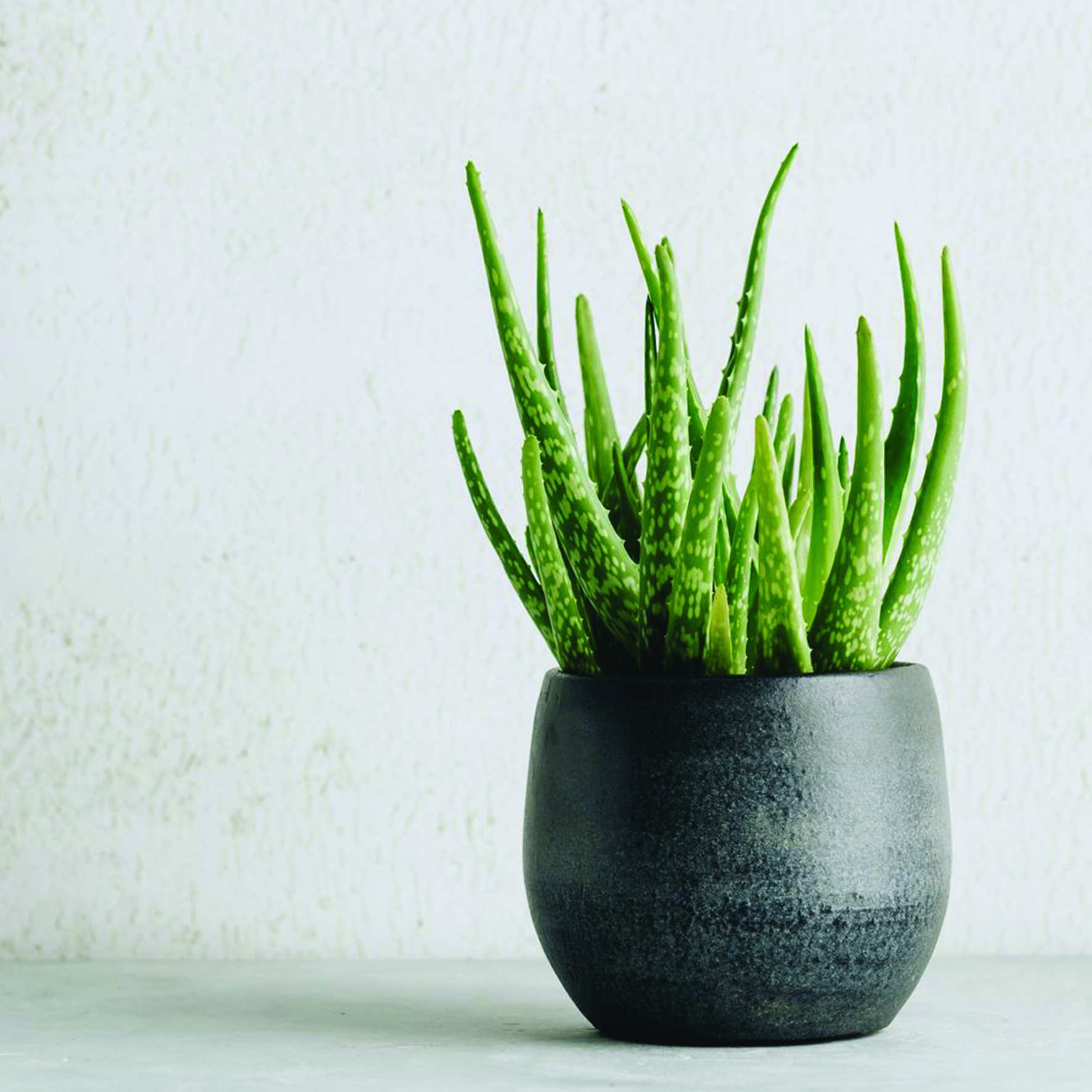 Exotic Plant & Deroose Plants