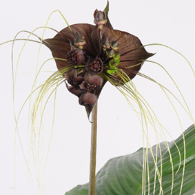 Exotic Plant & Deroose Plants