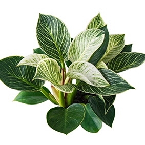 Exotic Plant & Deroose Plants