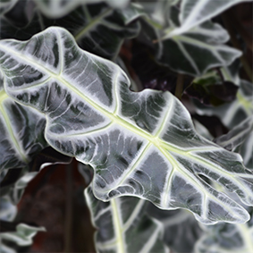 Exotic Plant & Deroose Plants