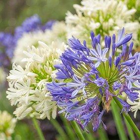 Exotic Plant & Deroose Plants
