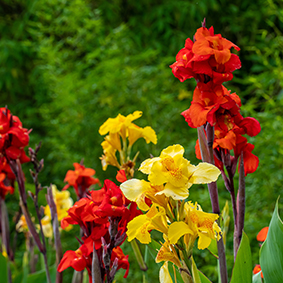 Exotic Plant & Deroose Plants