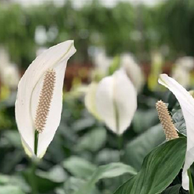 Exotic Plant & Deroose Plants