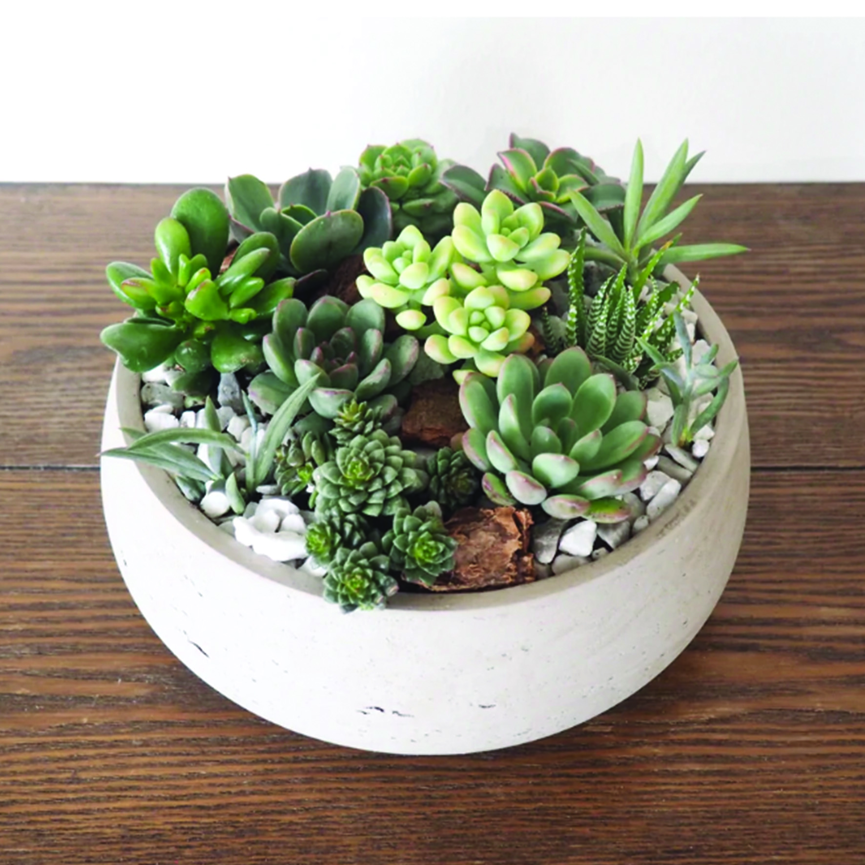 Exotic Plant & Deroose Plants